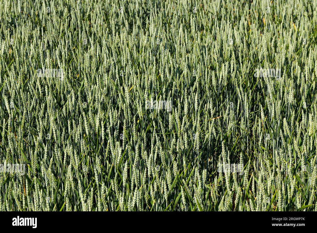 rye field with green immature plants, agricultural activity for growing ...