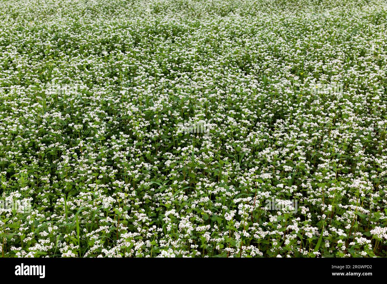 white buckwheat flowers during flowering in an agricultural field ...