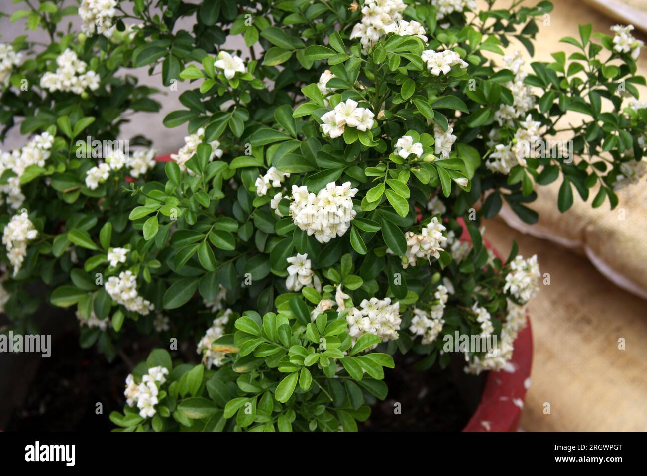 White flowers of Orange jasmine (Murraya paniculata) (dwarf variety ...