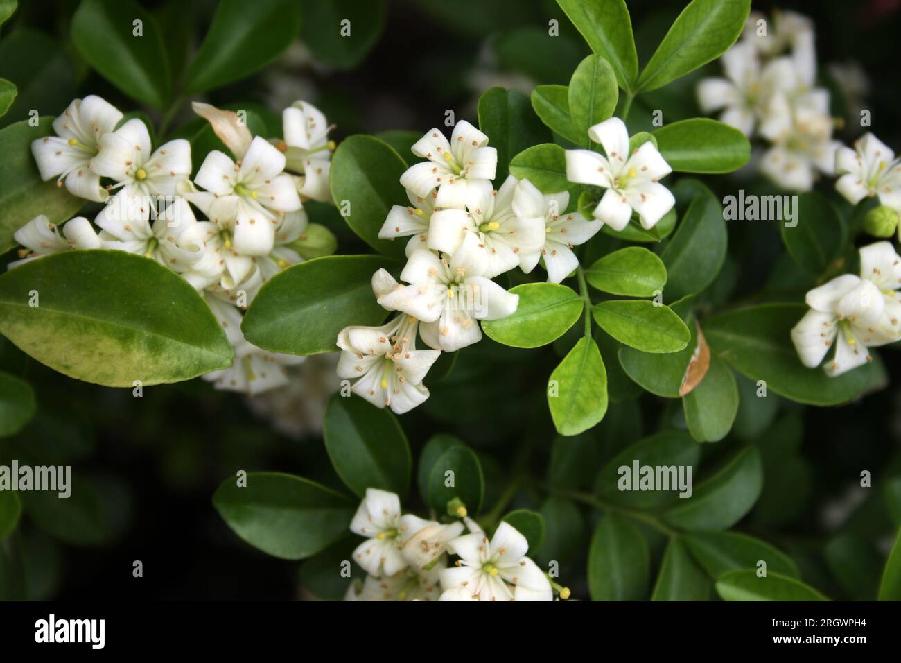 White flowers of Orange jasmine (Murraya paniculata) (dwarf variety ...