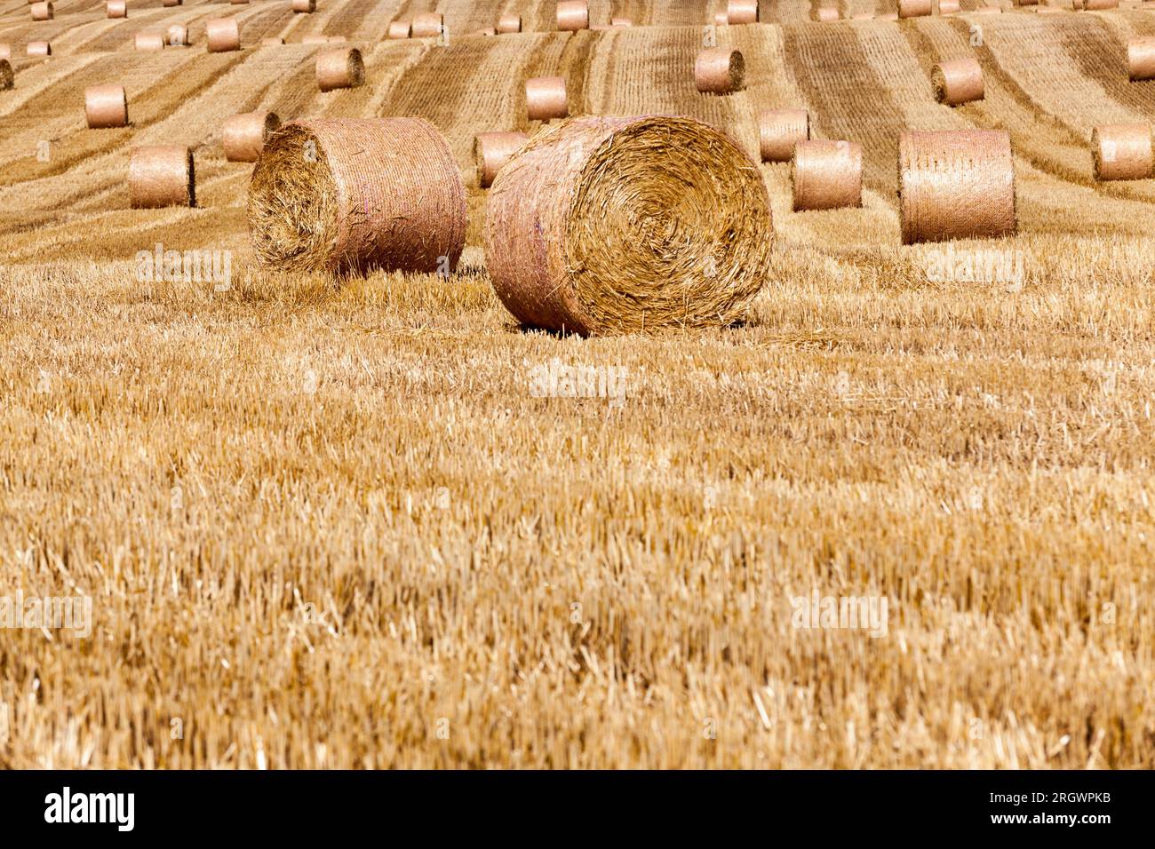 stacks of rye straw left after harvesting, agricultural field with ...
