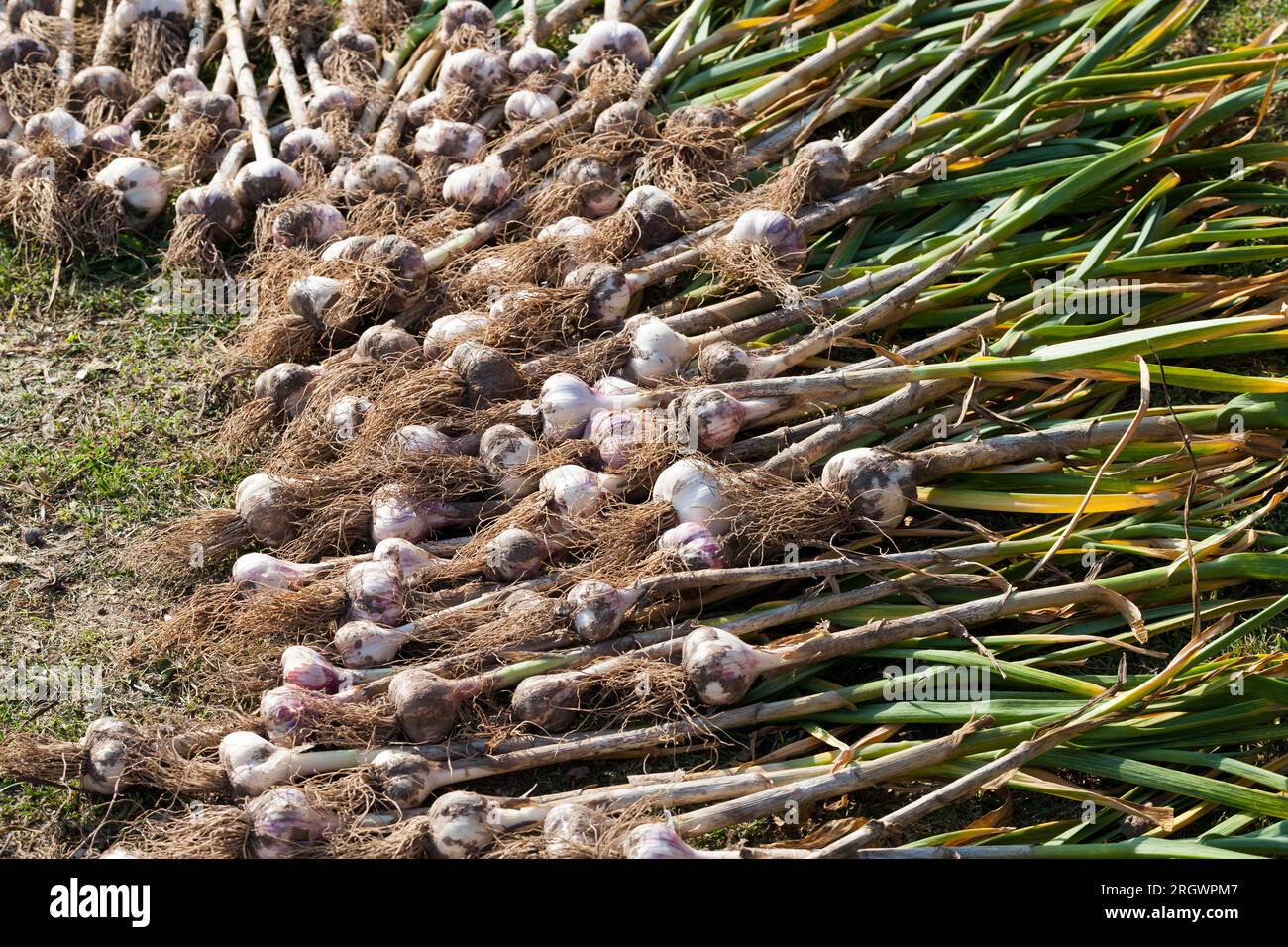 the harvested garlic crop in agriculture, the garlic crop stacked on ...