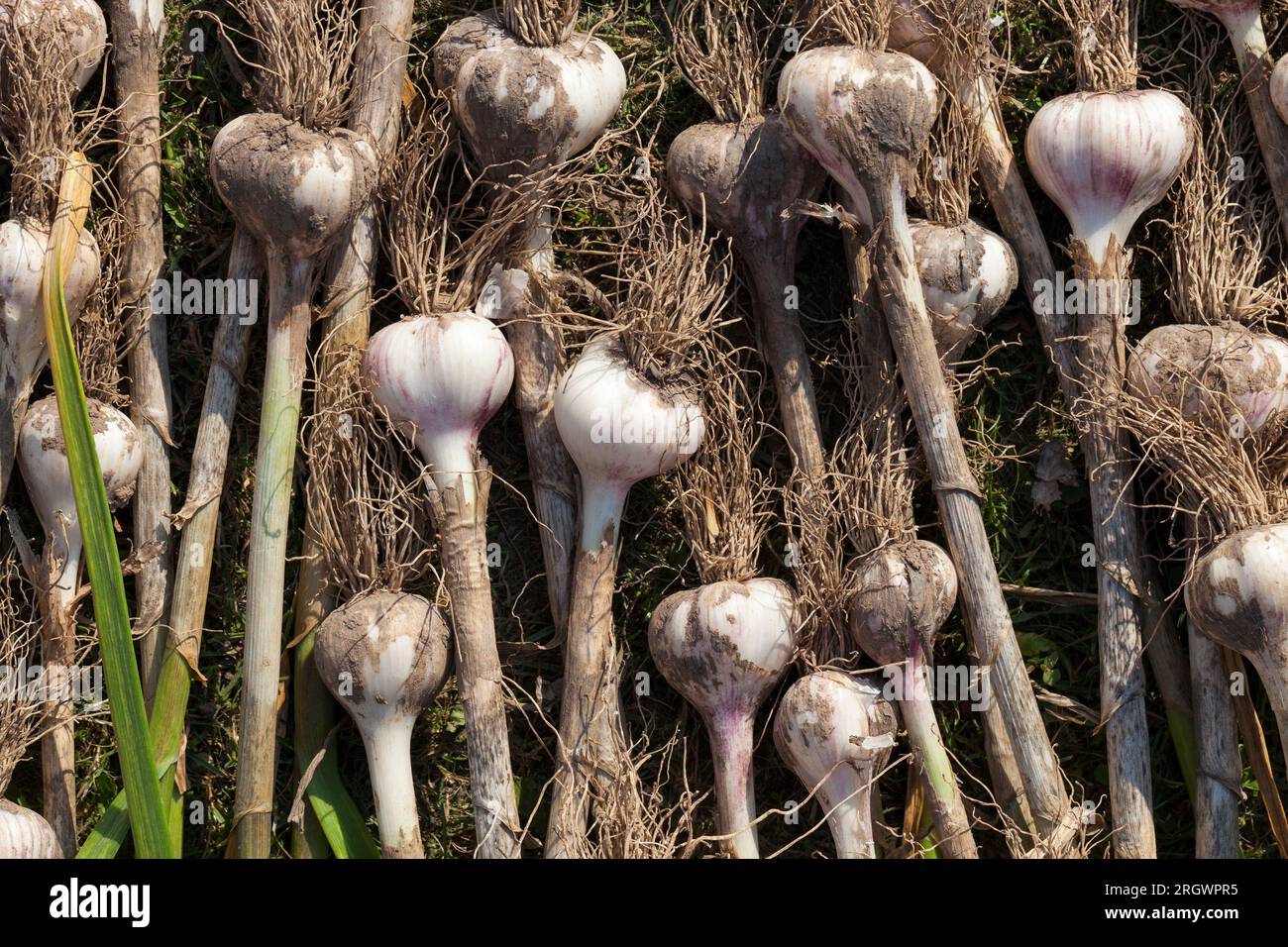 the harvested garlic crop in agriculture, the garlic crop stacked on ...