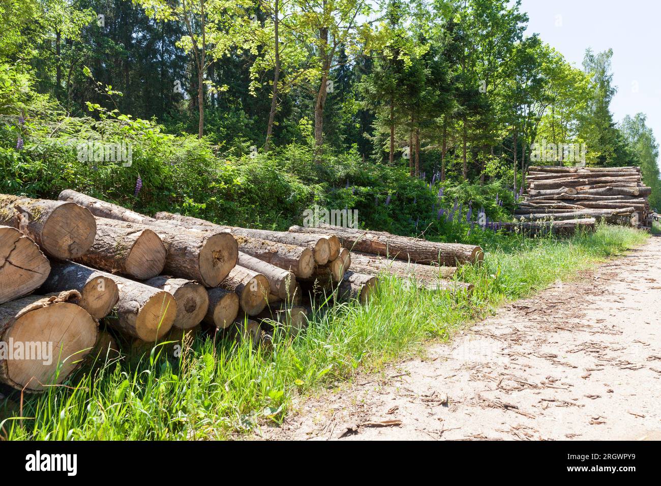 logs of coniferous pines stacked together during wood harvesting, wood ...