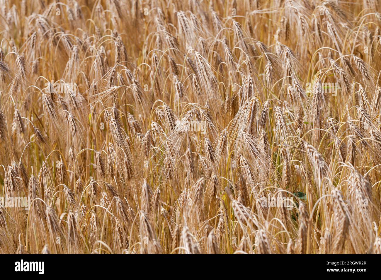 the color change of cereal rye to yellow orange during maturation ...