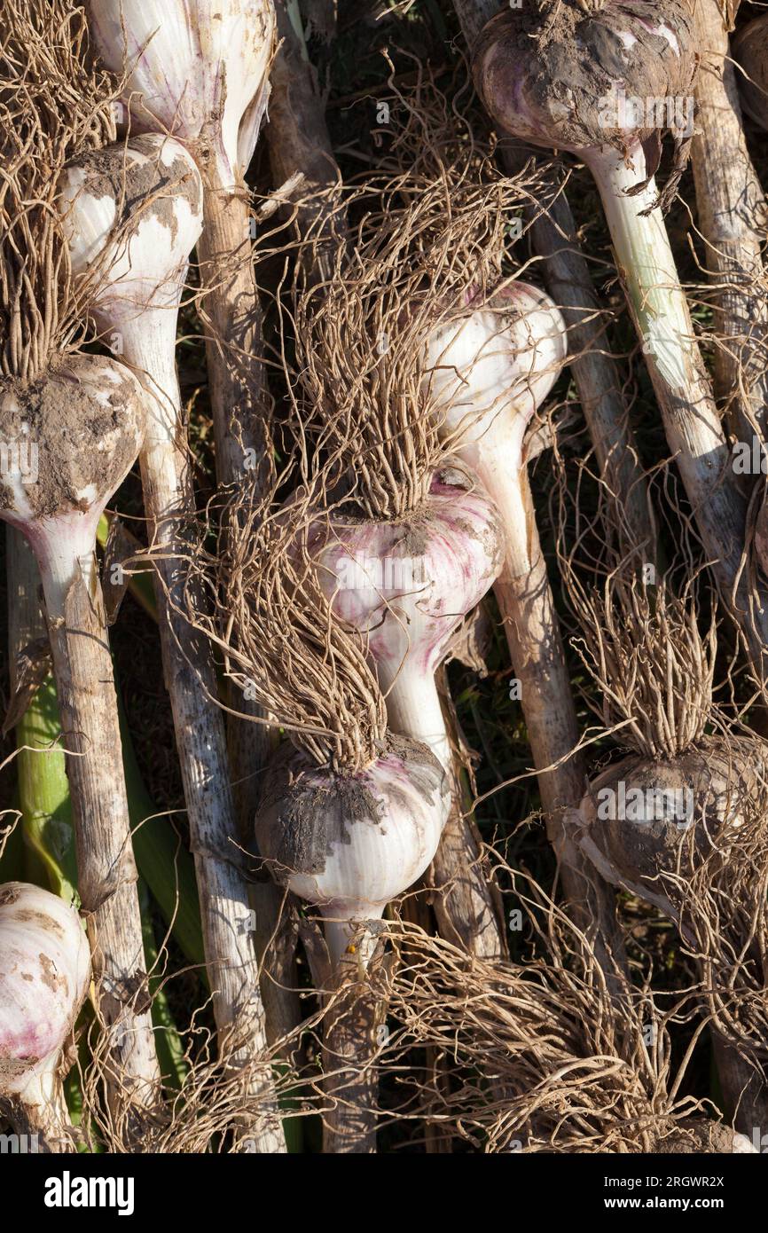 garlic crop stacked on the territory of the field for drying the earth ...