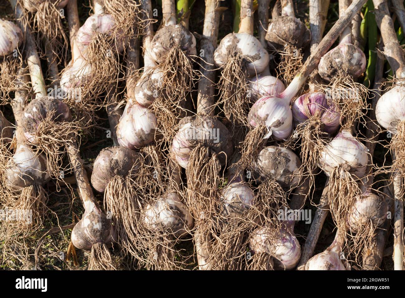 the harvested garlic crop in agriculture, the garlic crop stacked on ...