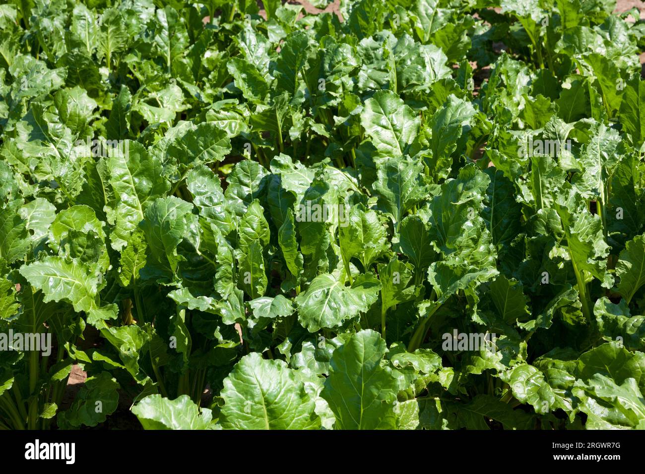 green beet for sugar production in the agricultural field, green parts ...