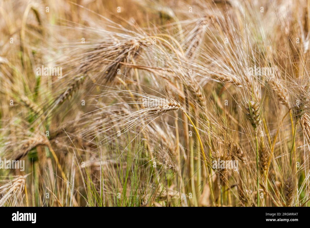 the color change of cereal rye to yellow orange during maturation ...