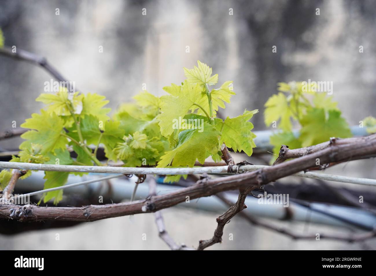 Grape field at Rhodes of the Mandrake islands in Greece Stock Photo - Alamy