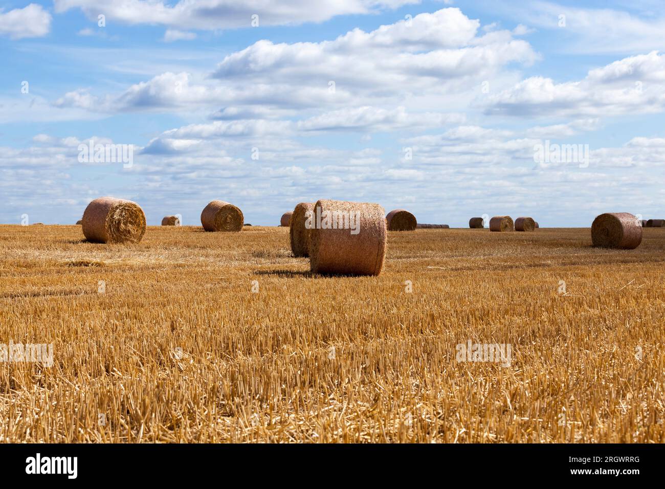 agricultural field with stacks of rye straw, stacks of rye straw left ...
