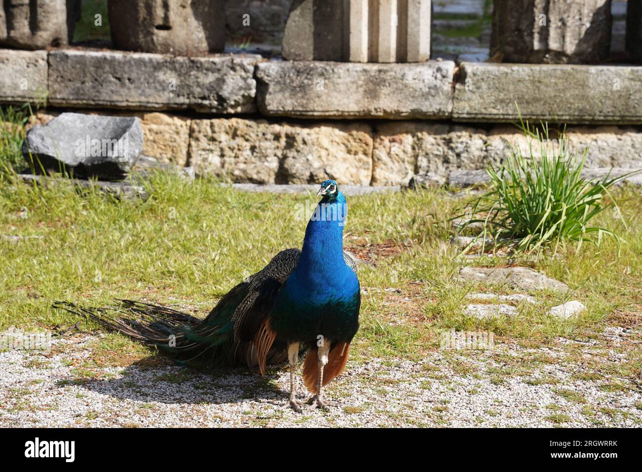 Peacocks walking in the garden at Mount Filerimos on Rhodes island in ...