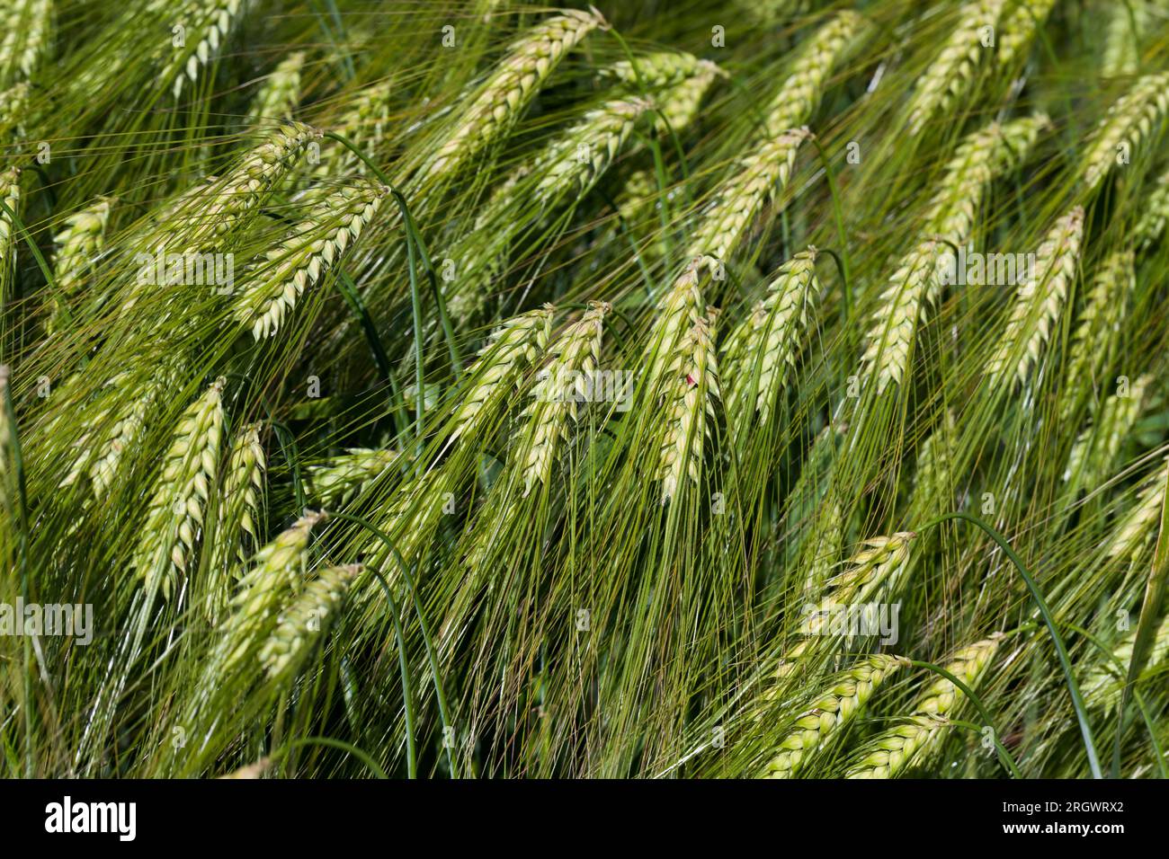 summer season rye plants in an agricultural field, rye field with green ...