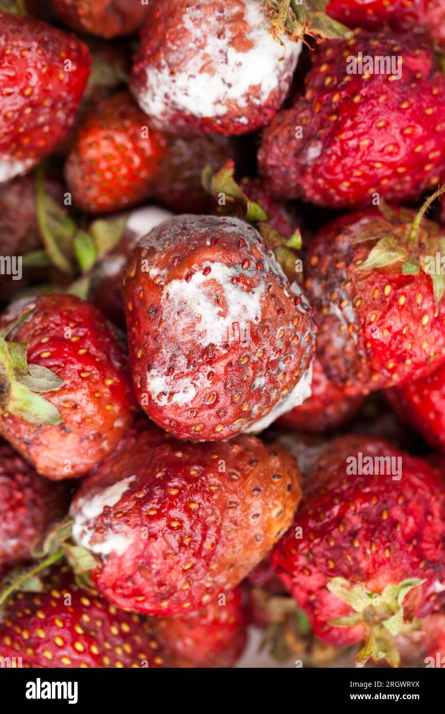 Moldy strawberries hi-res stock photography and images - Alamy