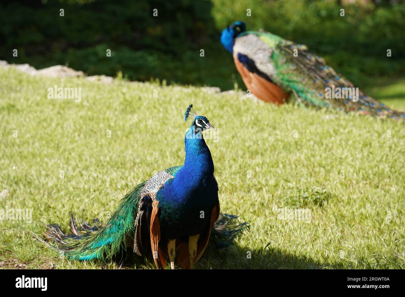 Peacocks walking in the garden at Mount Filerimos on Rhodes island in ...