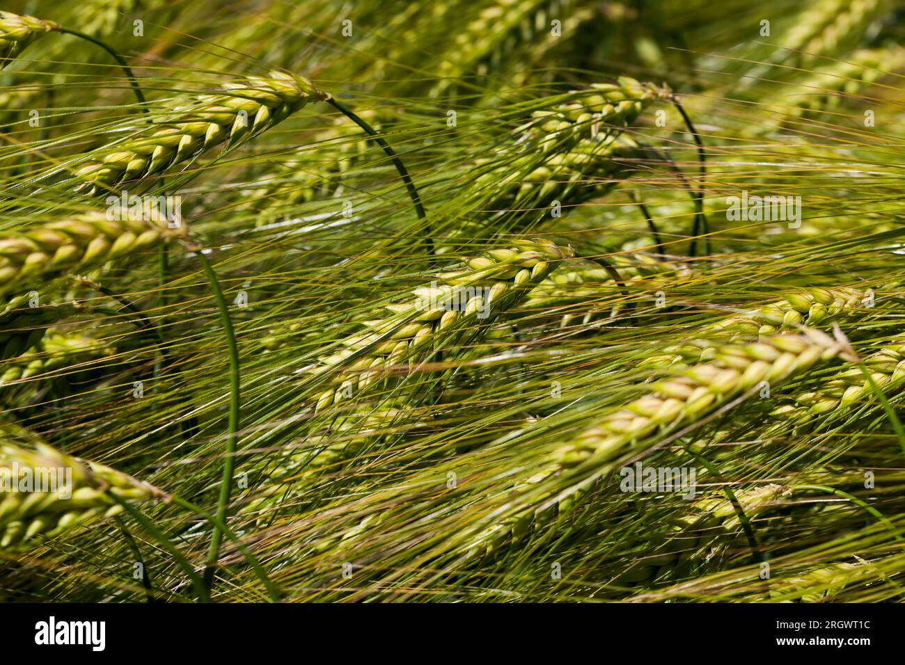 rye field with green unripe rye spikelets, summer season rye plants in ...