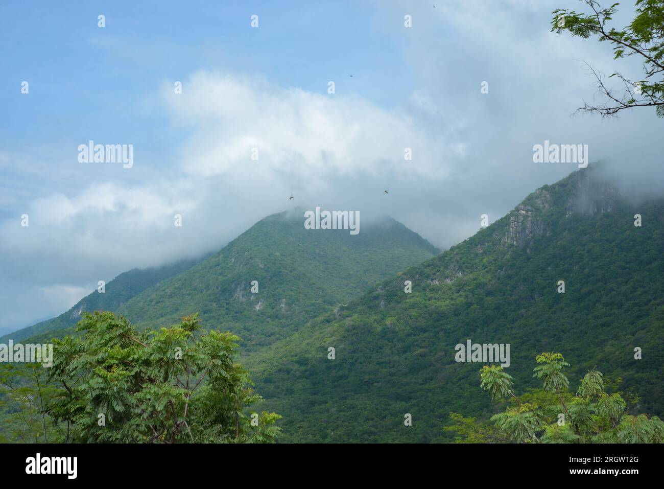 Landscape of hills at the height of the clouds covered with vegetation ...