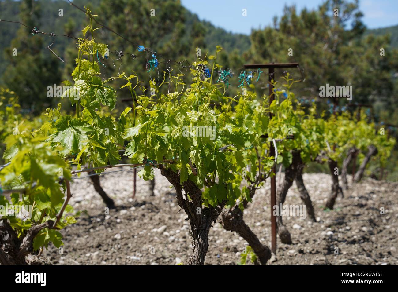 Grape field at Rhodes of the Mandrake islands in Greece Stock Photo - Alamy