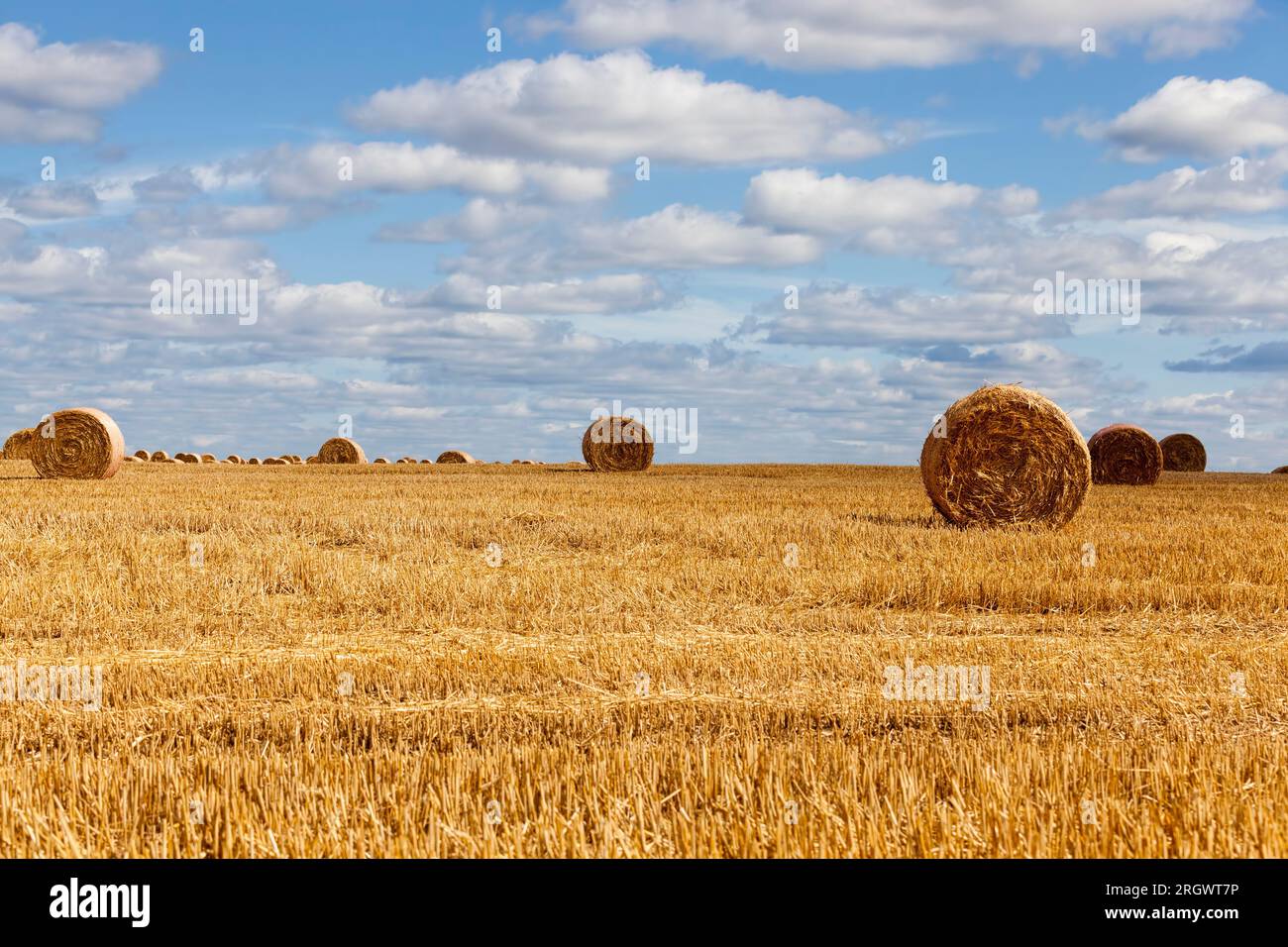 an agricultural field on which straw stacks lie after harvesting rye ...