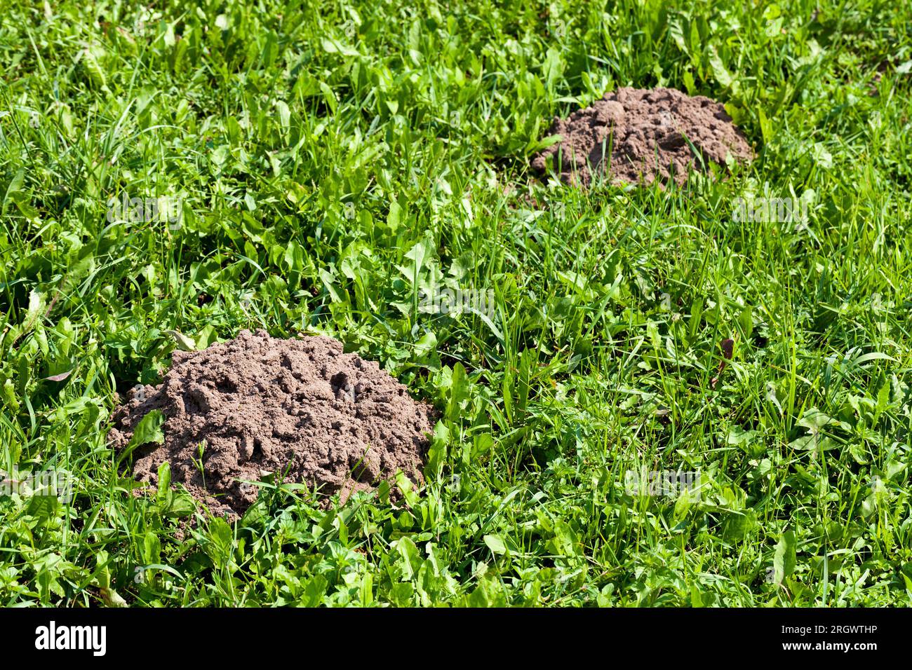 Underground tunnel moles hi-res stock photography and images - Alamy