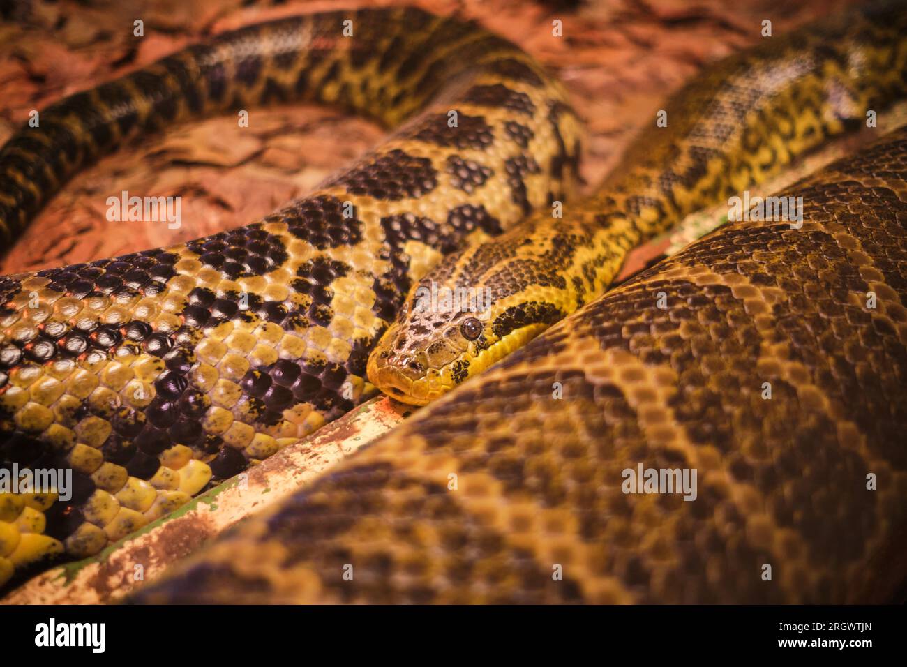 Snake piton hi-res stock photography and images - Alamy