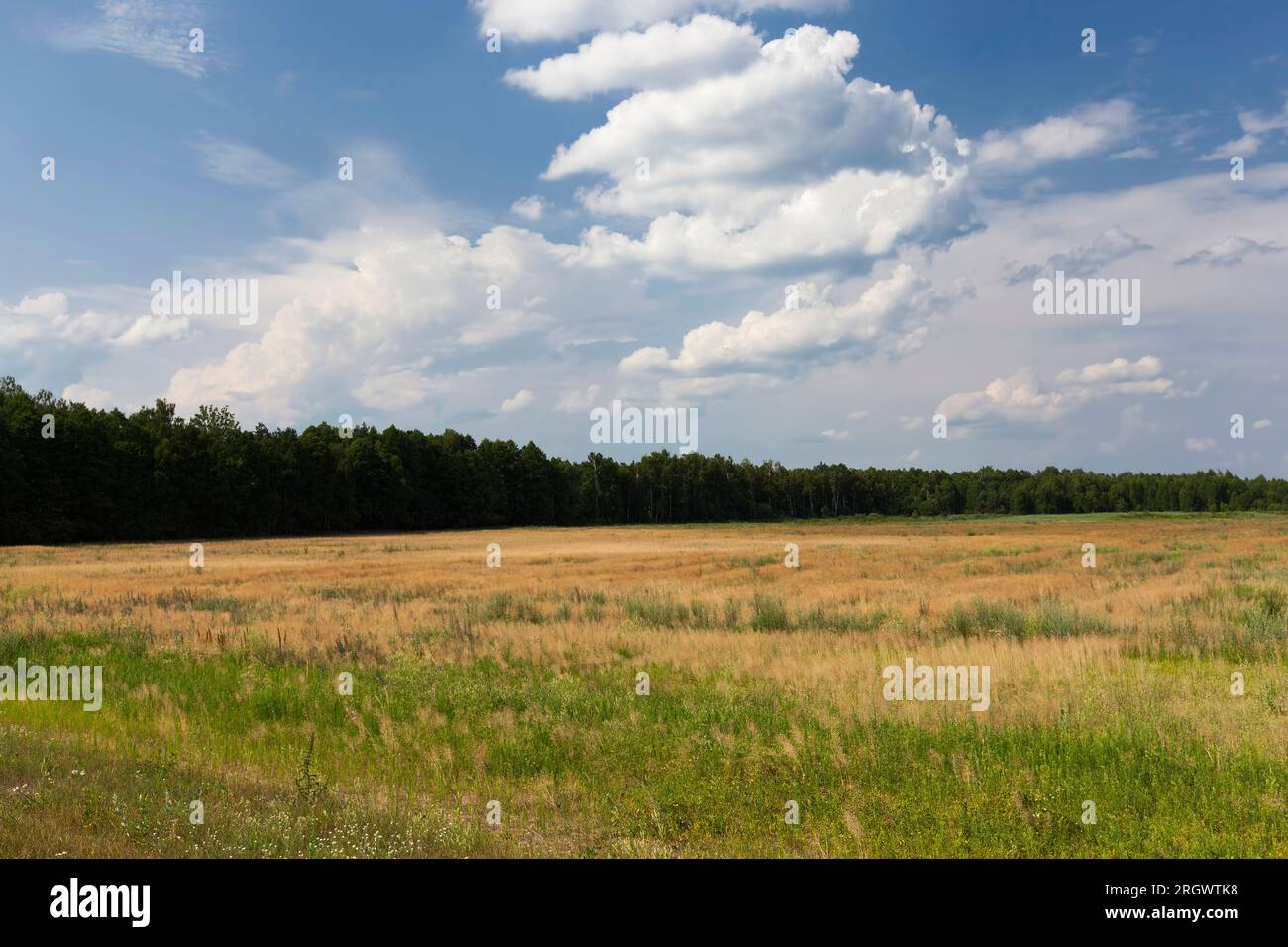mixed forest with trees and shrubs in the summer season against the ...