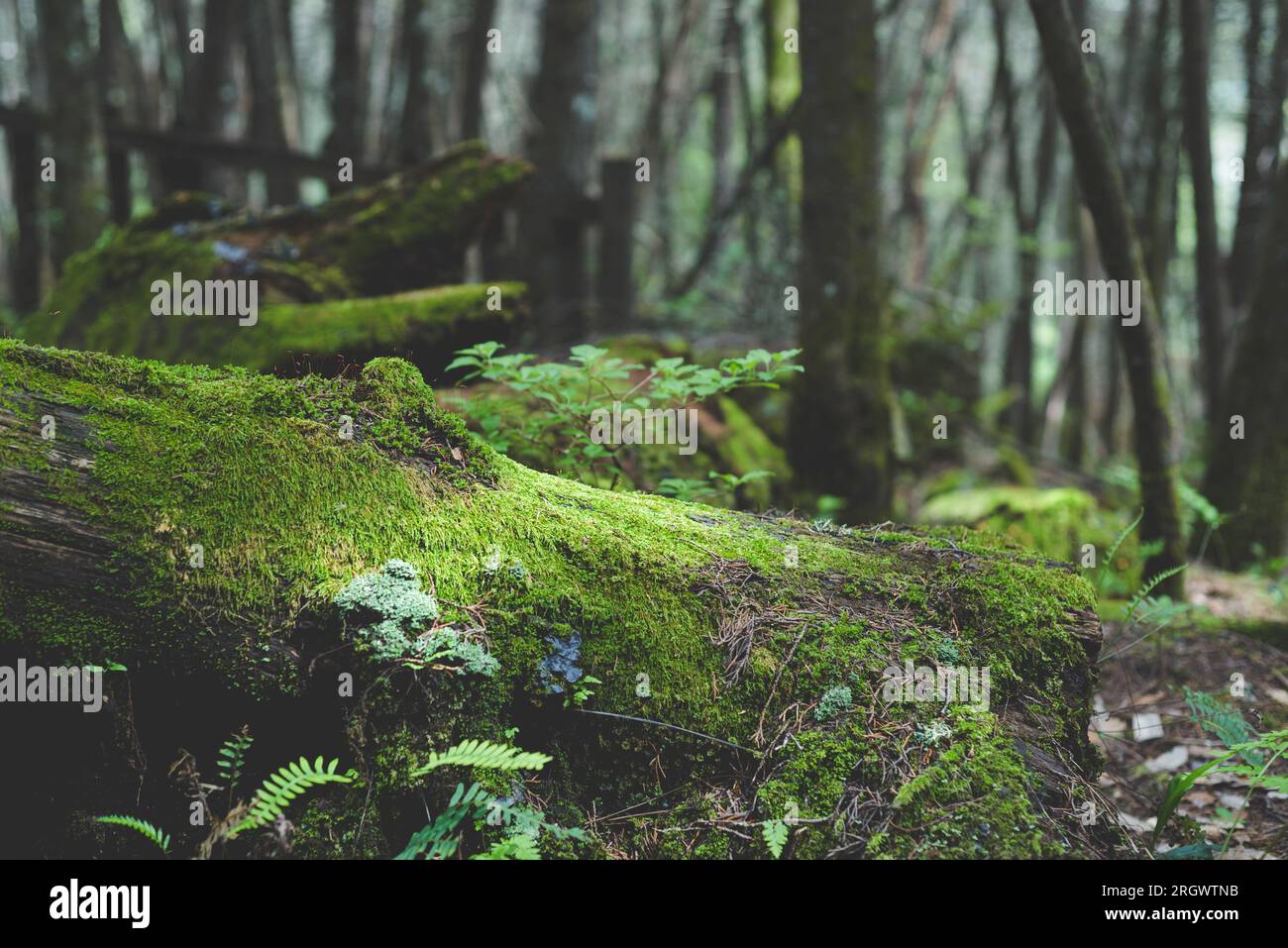 Fallen tree trunk rotting and covered with moss and ferns in the forest ...