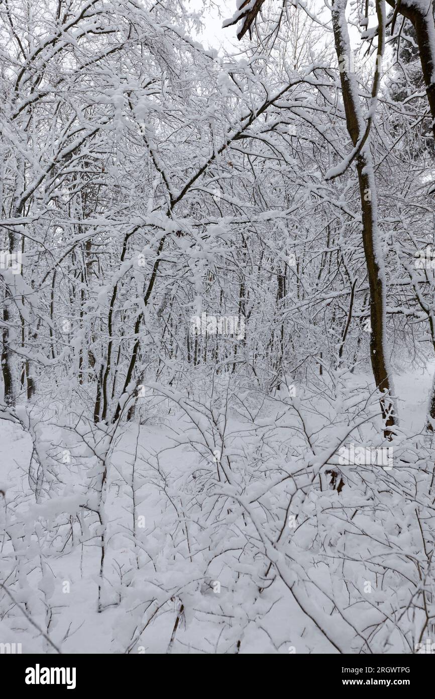 different breeds of deciduous trees without foliage in the winter ...