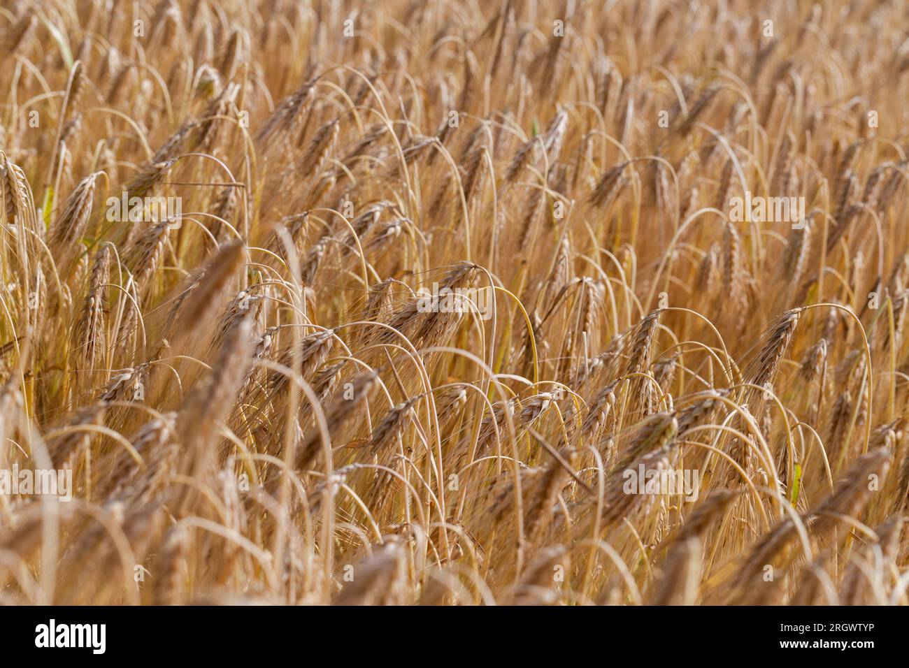 yellowed rye field about the time of maturation, the color change of ...