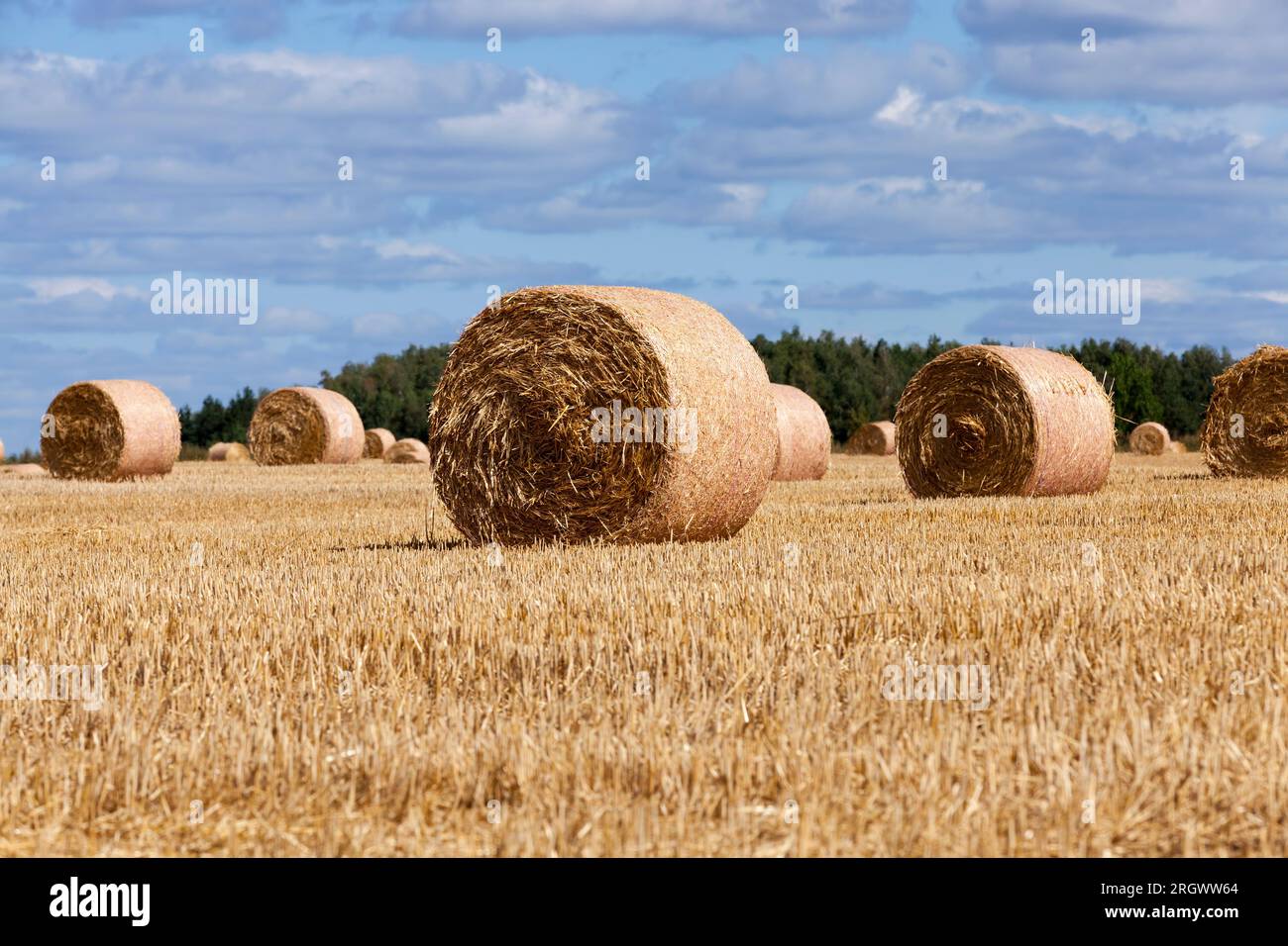 straw stacks from cereals, stacks left after the wheat harvest ...