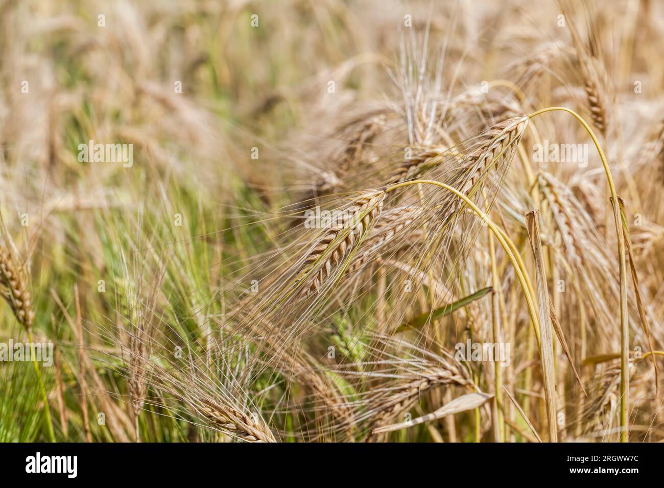 the color change of cereal rye to yellow orange during maturation ...