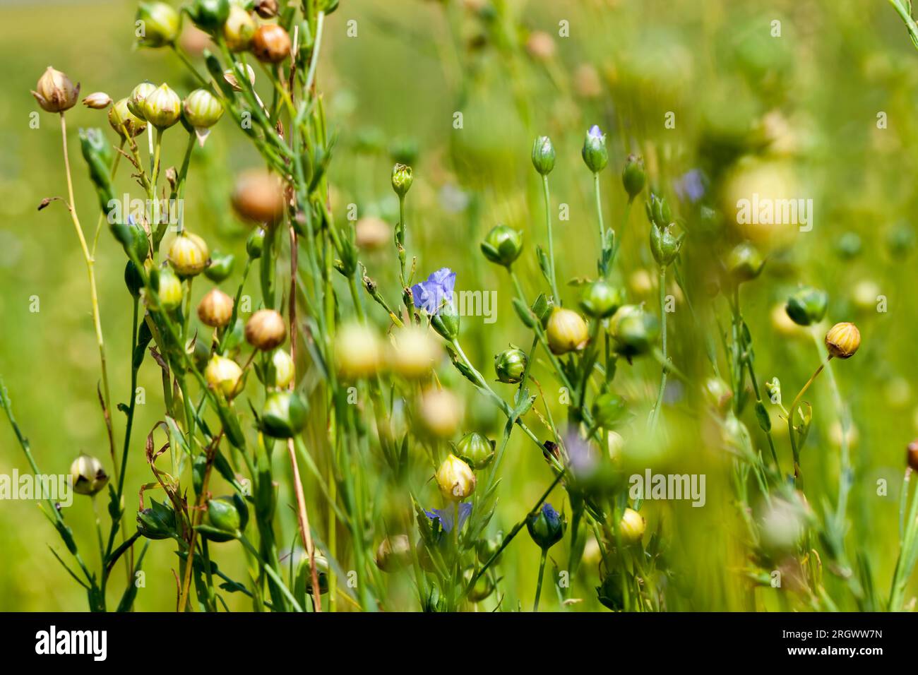 green flax ready for harvesting, an agricultural field where flax grows ...