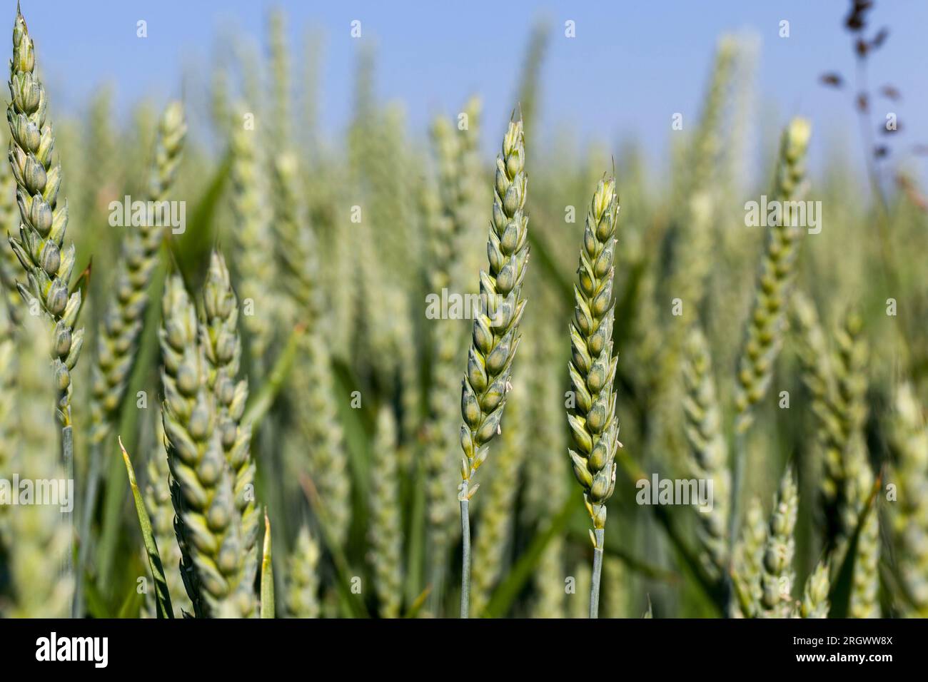 agricultural activity for growing rye, rye field with green immature ...