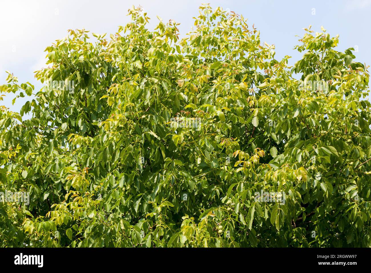 tree with green walnuts in walnut farming, green unripe walnuts in the ...