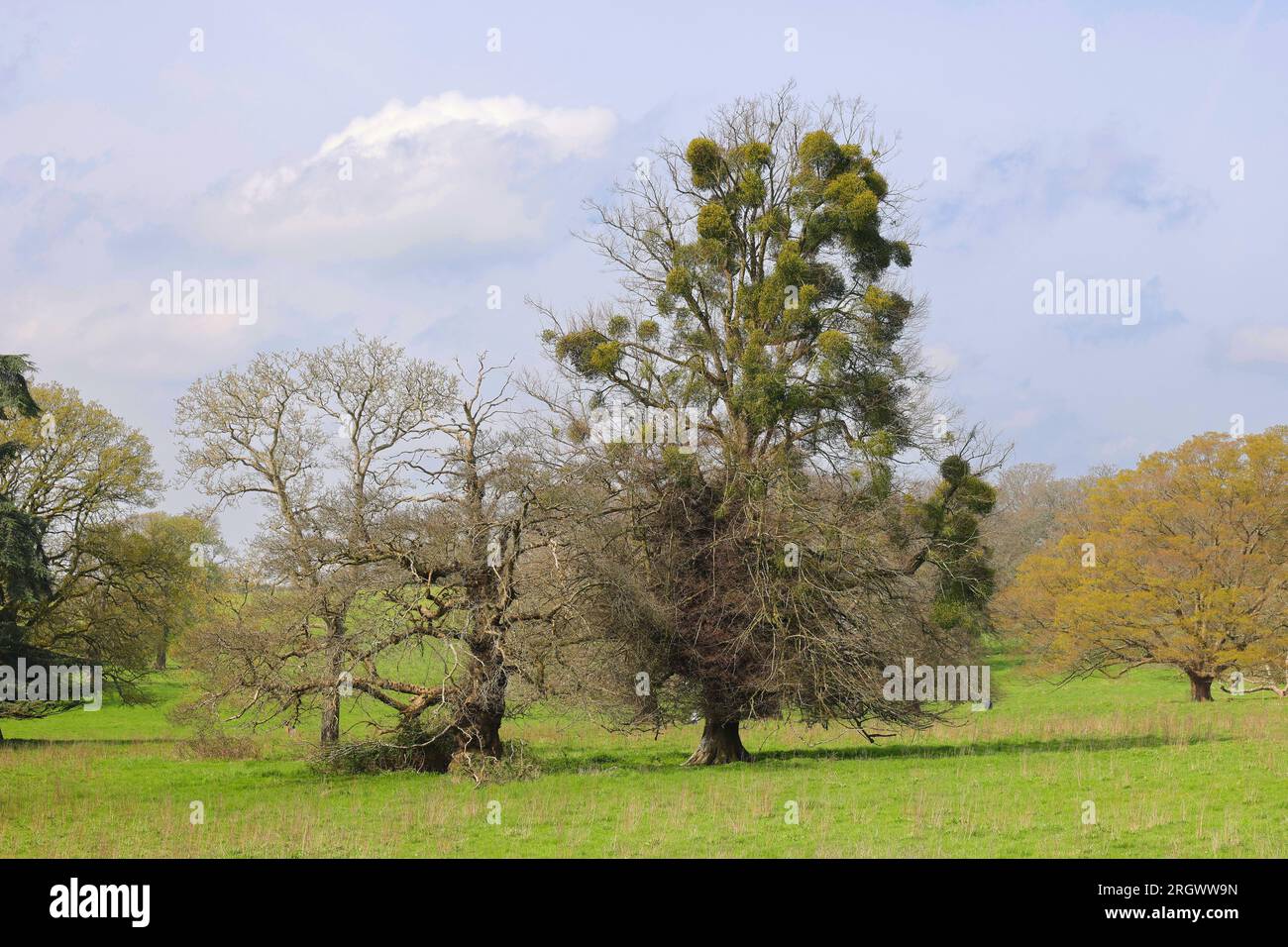 Infestation trees hi-res stock photography and images - Alamy