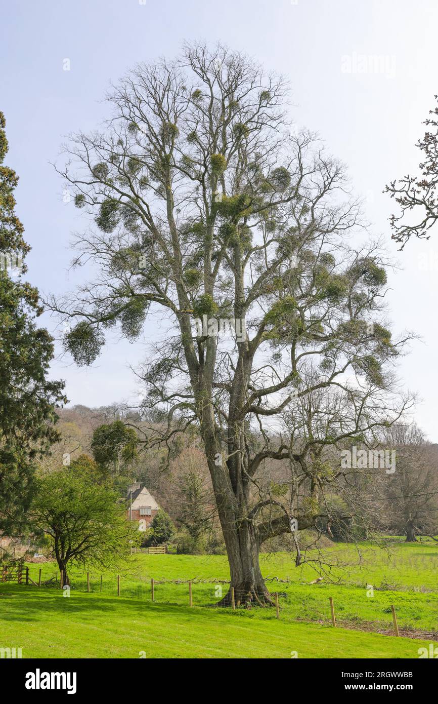 Infestation trees hi-res stock photography and images - Alamy