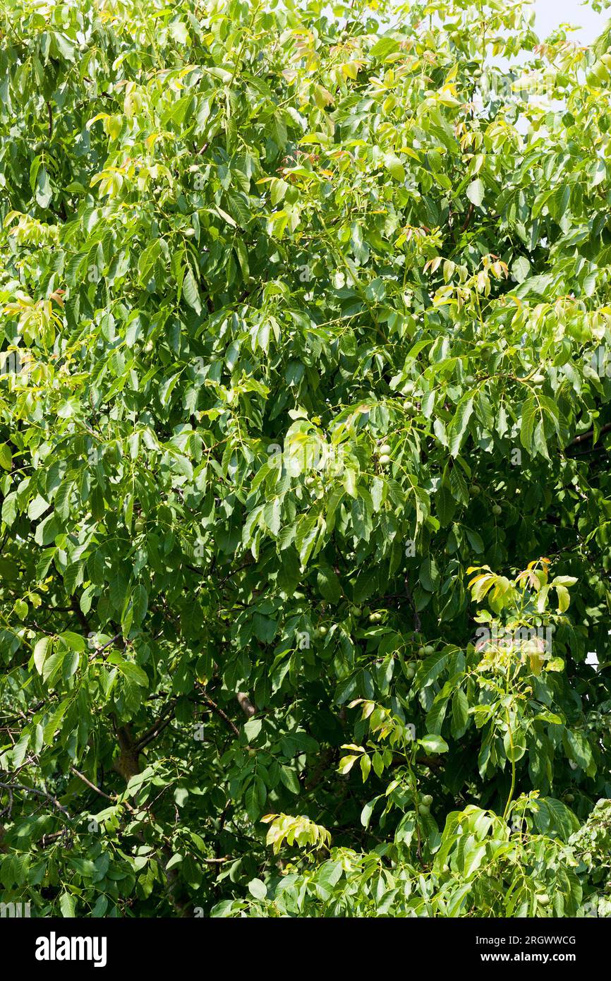 green unripe walnuts in the summer, a tree with green walnuts in walnut ...