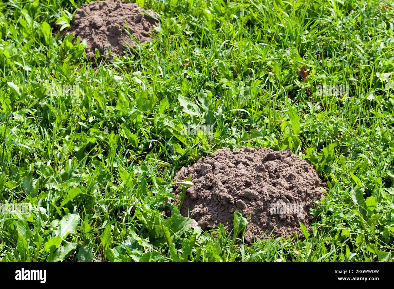 the soil dug by a mole on the territory of a field with grass, Molehill ...