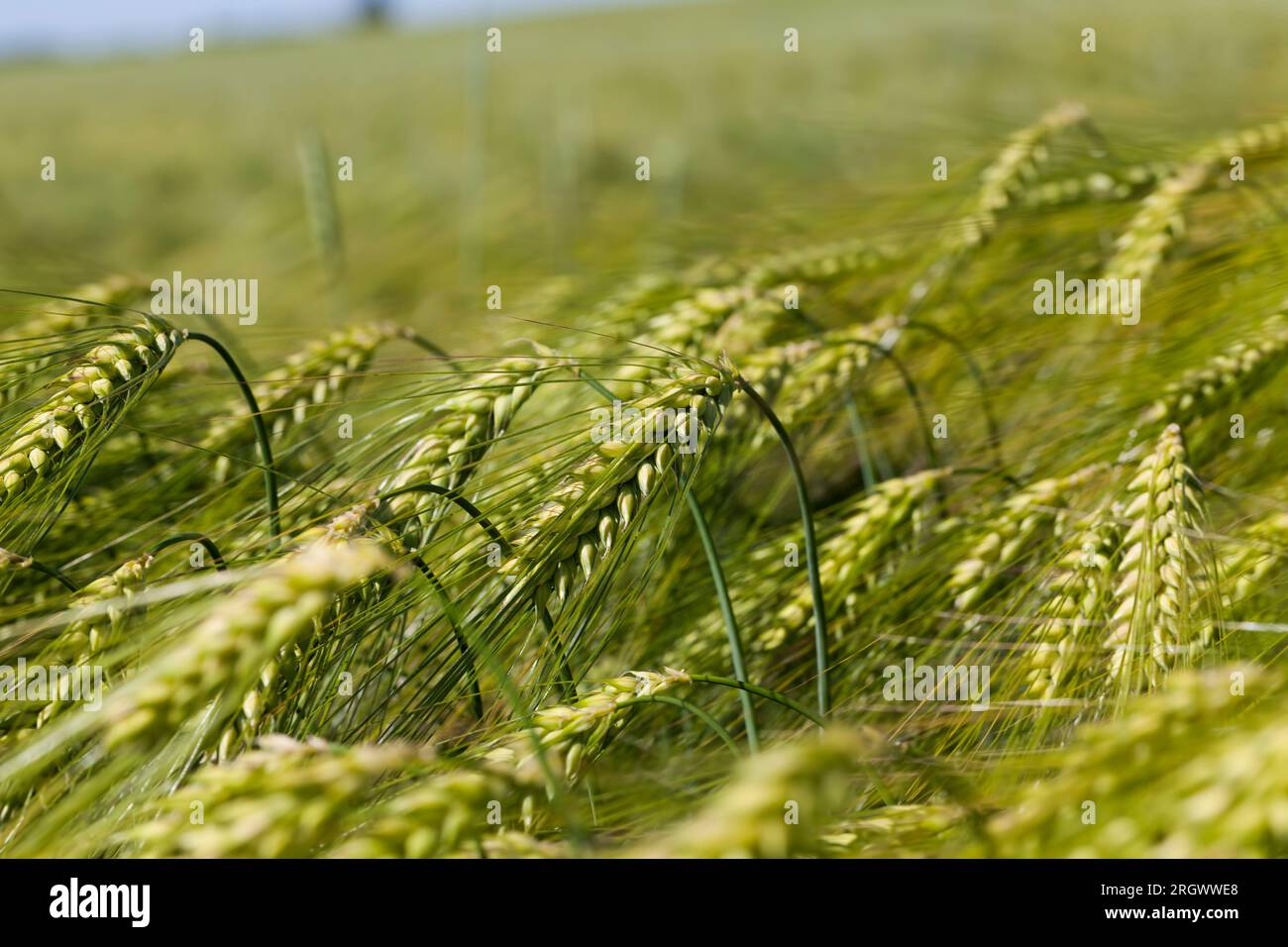 summer season rye plants in an agricultural field, rye field with green ...