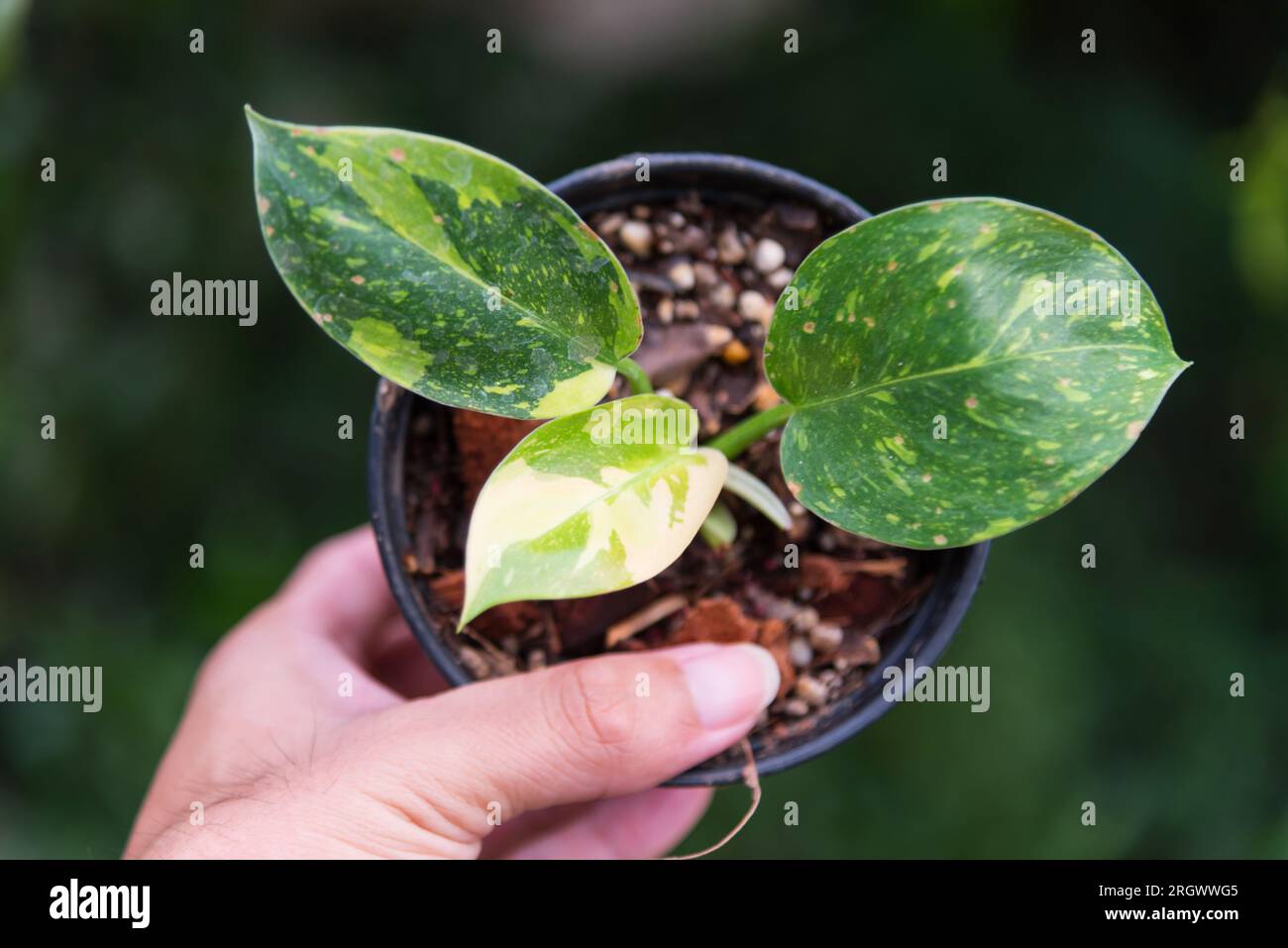 Philodendron Green congo Hybrid in the pot Stock Photo - Alamy