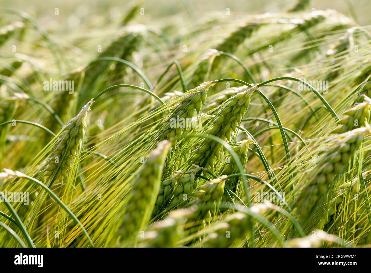 an agricultural field with rye, ripening rye changes color from green ...