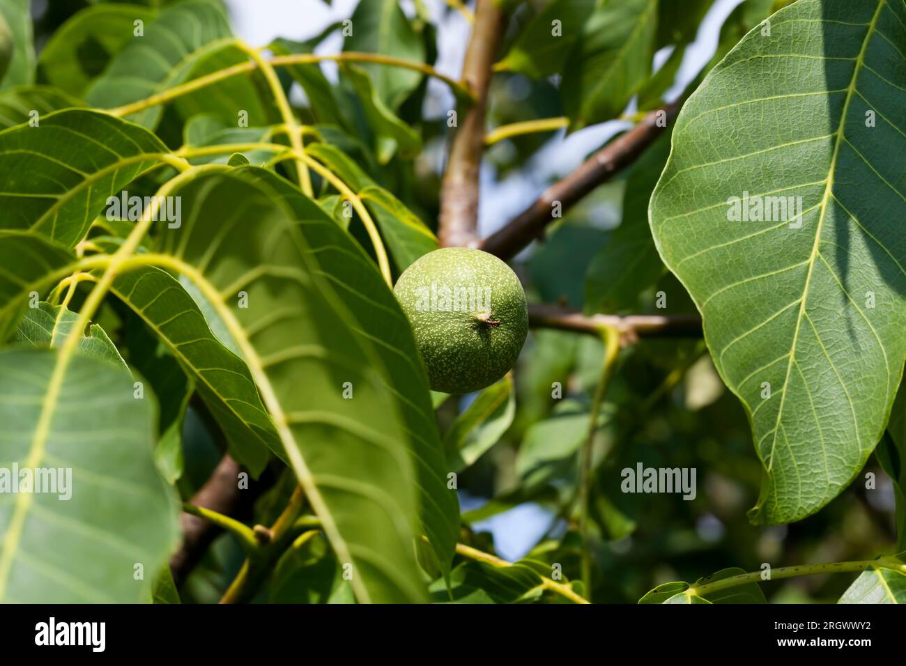 green unripe walnuts in the summer, a tree with green walnuts in walnut ...