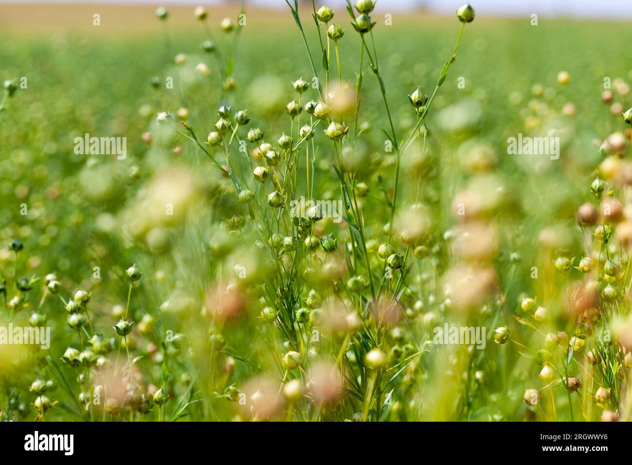 an agricultural field where flax is grown for the production of linen ...