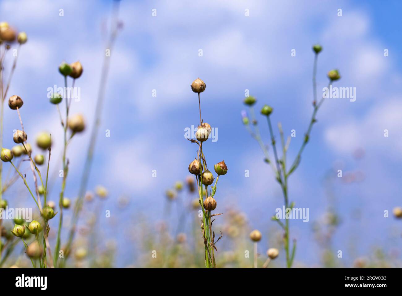 agricultural field where flax is grown for the production of linen ...