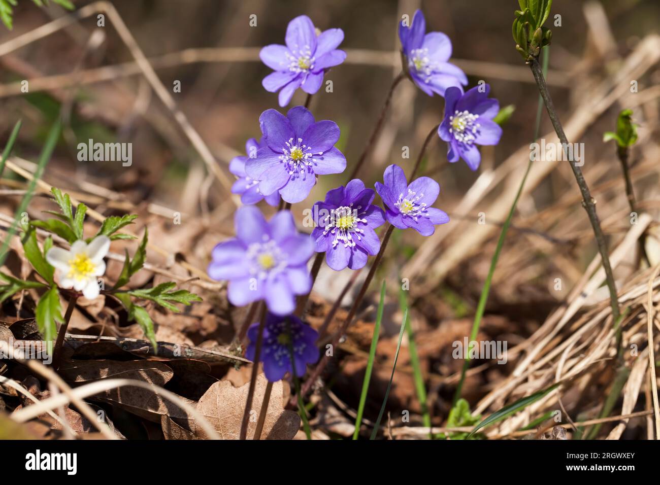 forest plants in the spring in the forest, the first blue forest ...