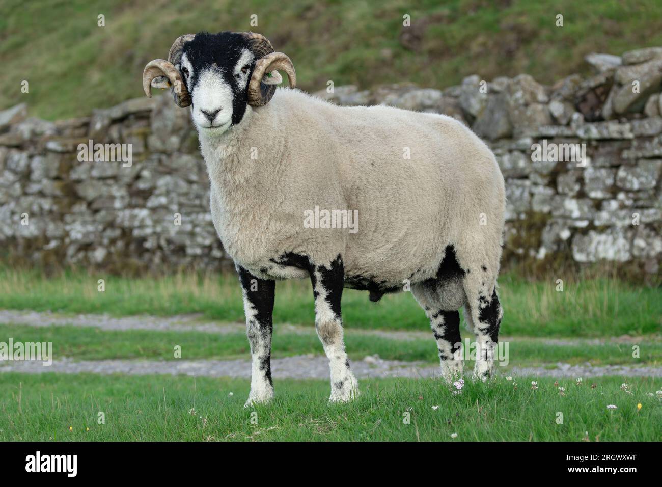 Close up of a fine Swaledale ram, male sheep, with two curly horns ...