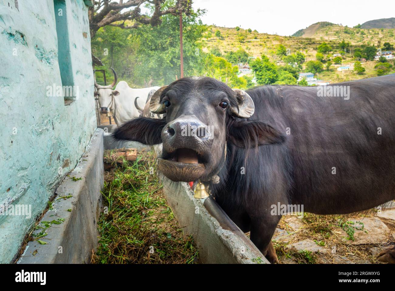 Cows and buffalo feeding at trough in Uttarakhand village scene Stock ...
