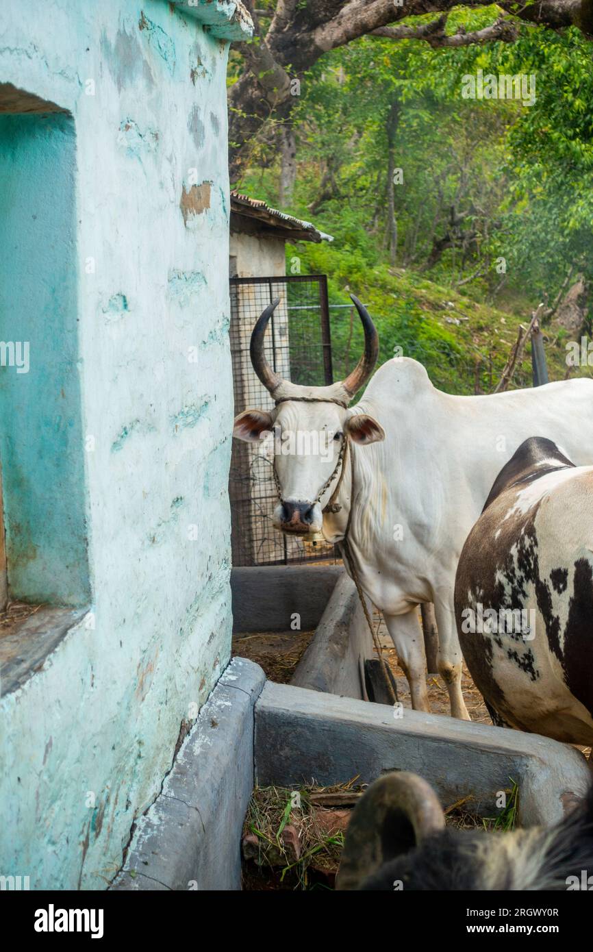 Badri cow bulls with long horns tethered by rope and nasal rope in ...