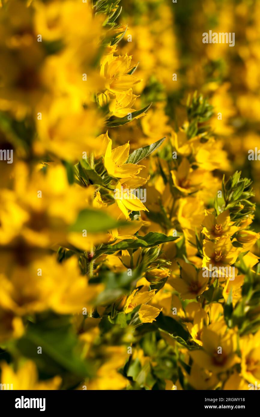 yellow flowering shrub in the summer, an ornamental shrub covered with ...