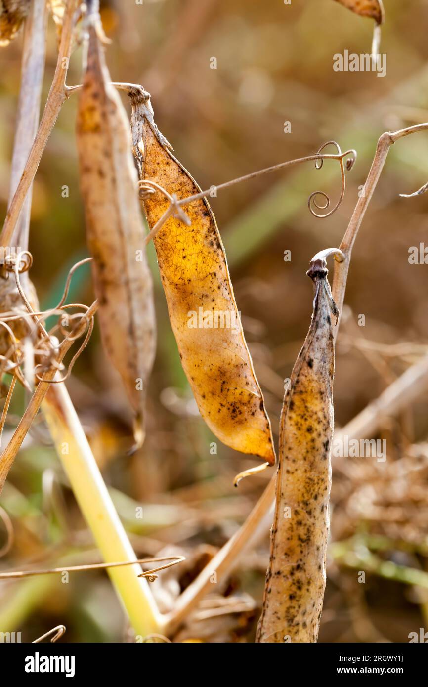 pea plants have turned yellow and dried up, an agricultural field with ...